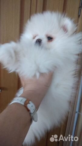 Померанский шпиц мальчик и девочка