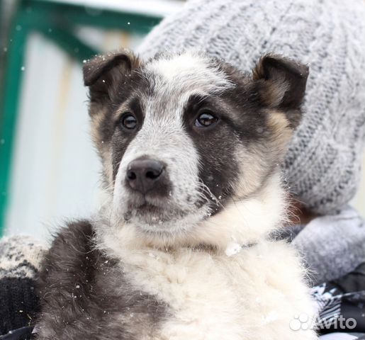 Домовитый щенок Добби доброму человеку