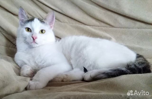 Ищем ответственные ручки для чудесного котеночка