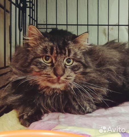 Огромный брутальный кот Макс, 1 год