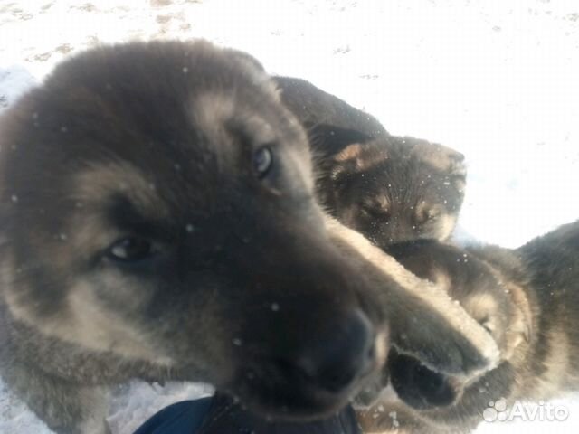 Щенки смесь маломута и овчарки