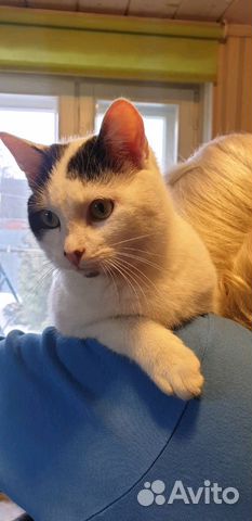 Котик 7 мес