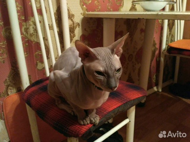 Донской сфинкс 2 года