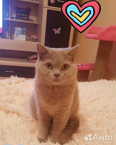 Ищем котика для вязки