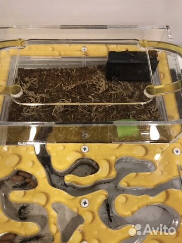 Муравьи Harpegnathos venator