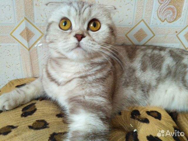 Шотландская кошка Маруся 1 год