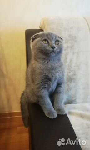 Шотландские котята с документами