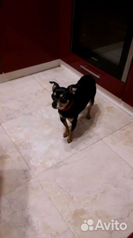 Той-терьер, кобель(вязка)