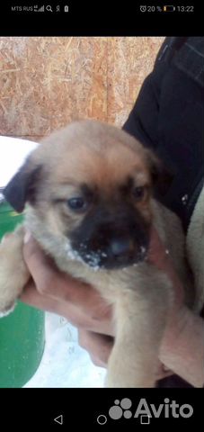 В добрые руки