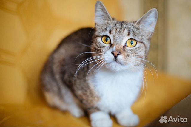 Мурчальная кошка Дося, 8 мес, в дар