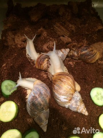 Улитки ахатины-альбиносы