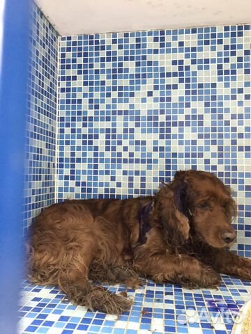 Найден Кокер спаниель