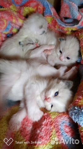 Кукольные дети рэдголл