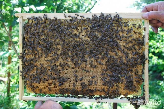 Продам пчел, пчелосемьи на рамку 230 и 300