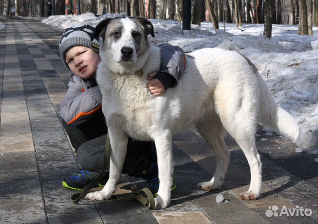 Северный медвежонок Астрид в добрые руки