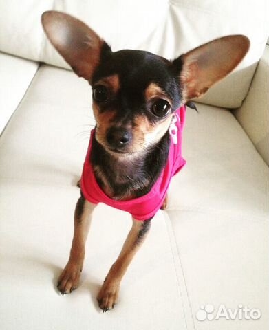 Той терьерчик