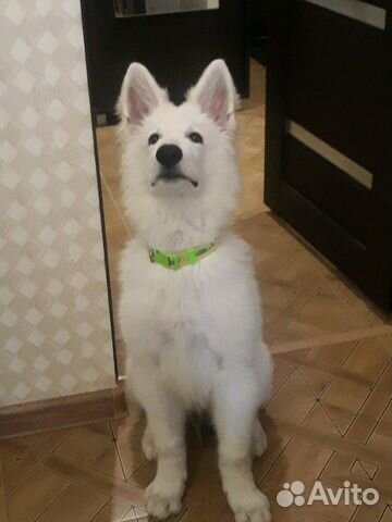 Щенок бшо