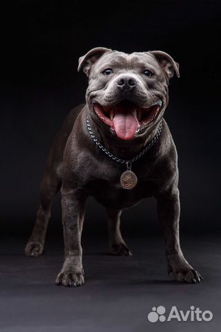 Вязка. Стаффордширский Бультерьер