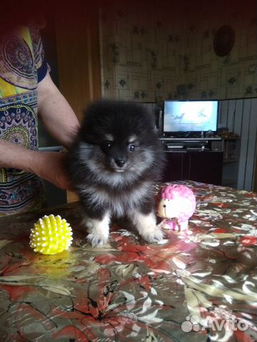 Малышка - шпицуля