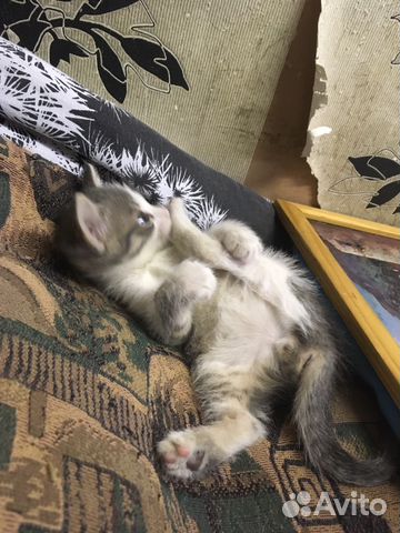 Котик ищет хозяйку
