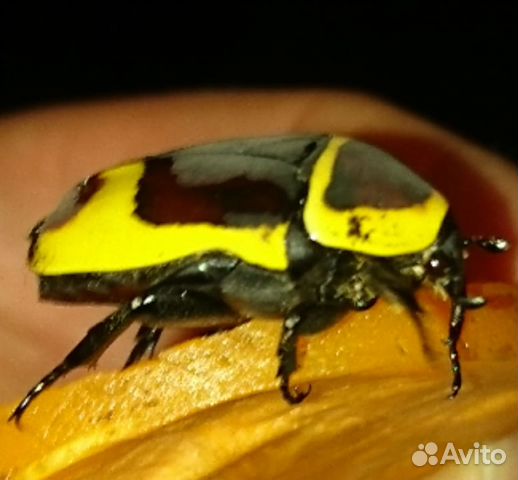 Конголезская бронзовка(личинки и взрослая пара)