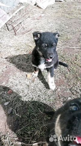 Ищем дом щенкам