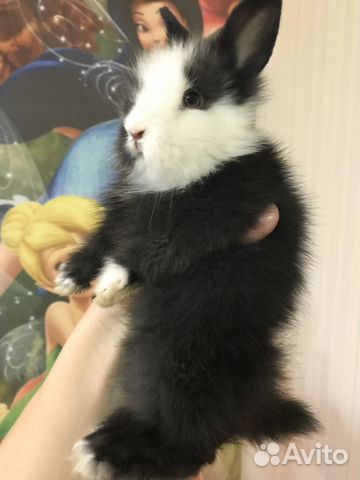 Декоративный кролик