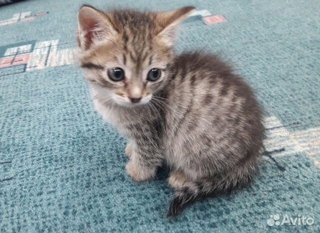 Пусть пока я маловата,но зато ума- палата