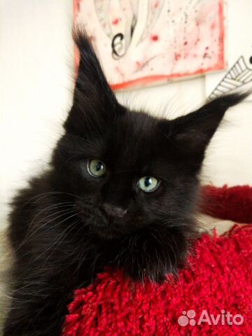 Чёрный мальчик мейн-кун