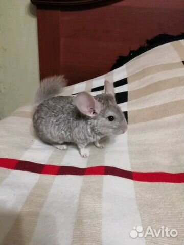 Шиншилла девочка 4 месяца