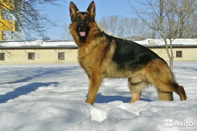 Вязка-Немецкая овчарка