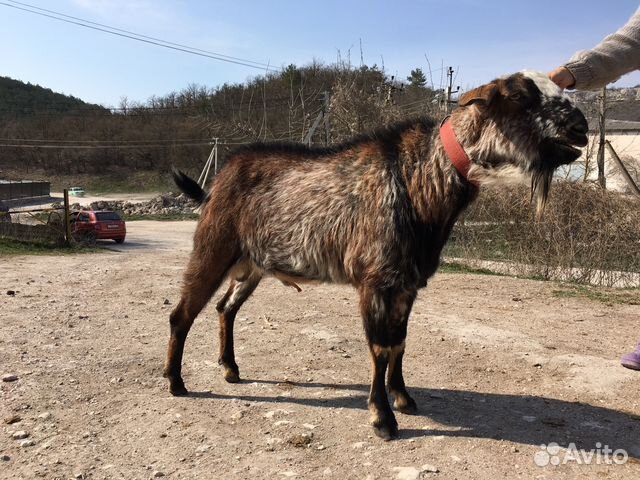 Козел нубийский