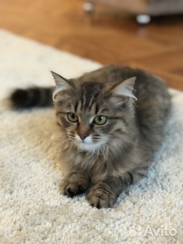 Кошка сибирская