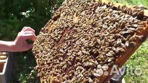 Продам пчелосемьи местной породы