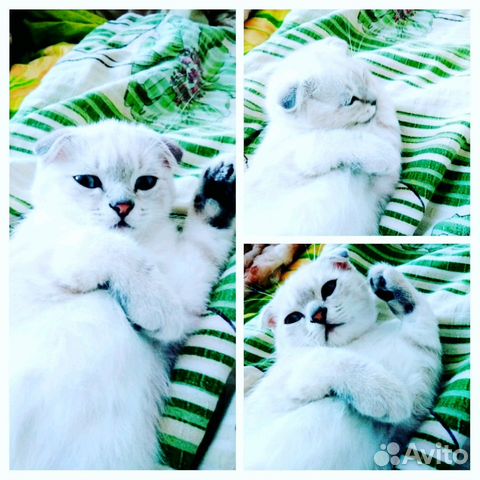 Милый котик