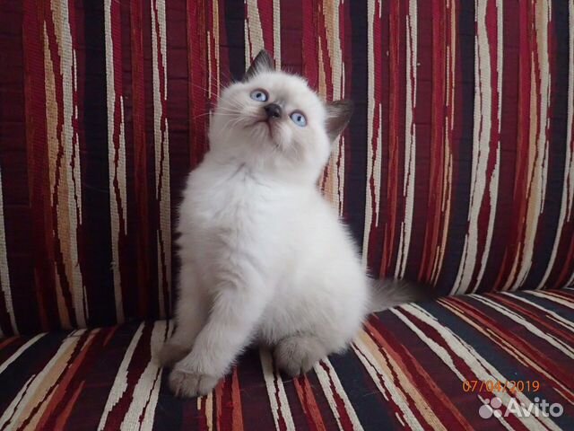 Шотландский мимишка