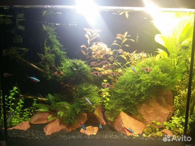 Мох Кристмас / Рождественский