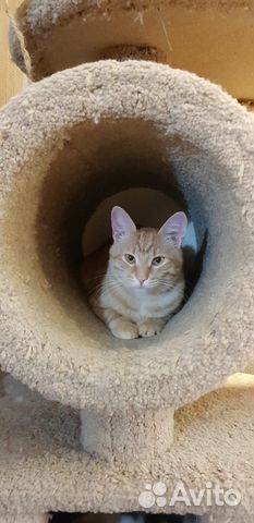 Котёнок 8 мес в добрые руки