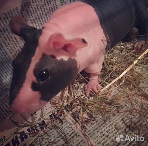 Лысая морская свинка в добрые руки)