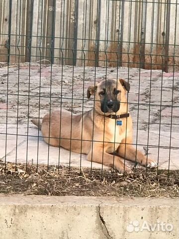 Смышленный мальчишка