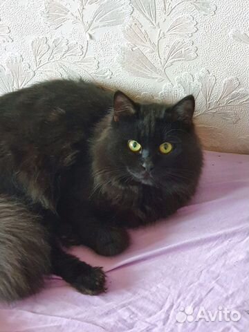 Кот боевой