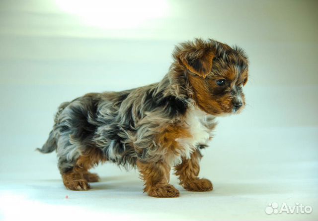 Йоркширский терьер Блю мерле окраса