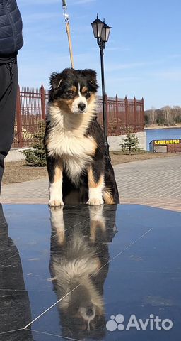 Девочка австралийской овчарки