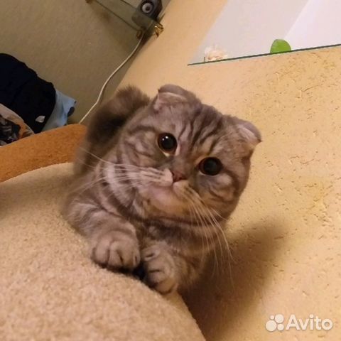 Шотландская вислоухая вязка