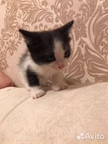 Котёнок 1,5 мес, муж.пол, Глаза голубые