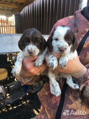 Продам щенков русского спаниеля