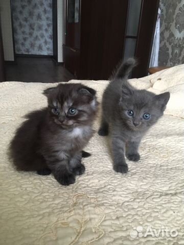 Котята бесплатно