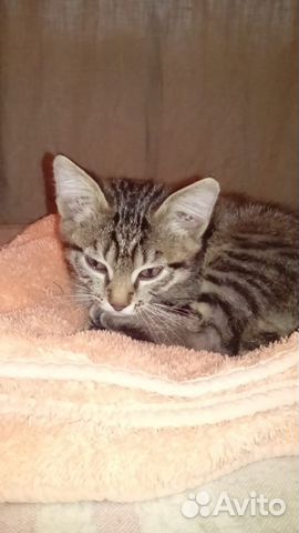 Котенок мальчик