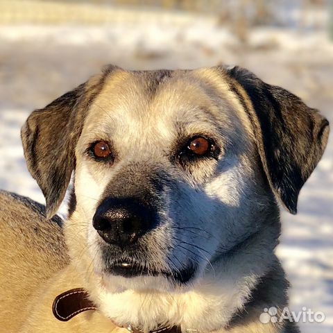 Собака для хороших людей