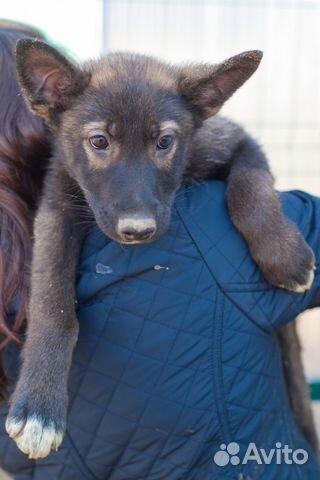 На редкость разумный щенок с волчьим окрасом